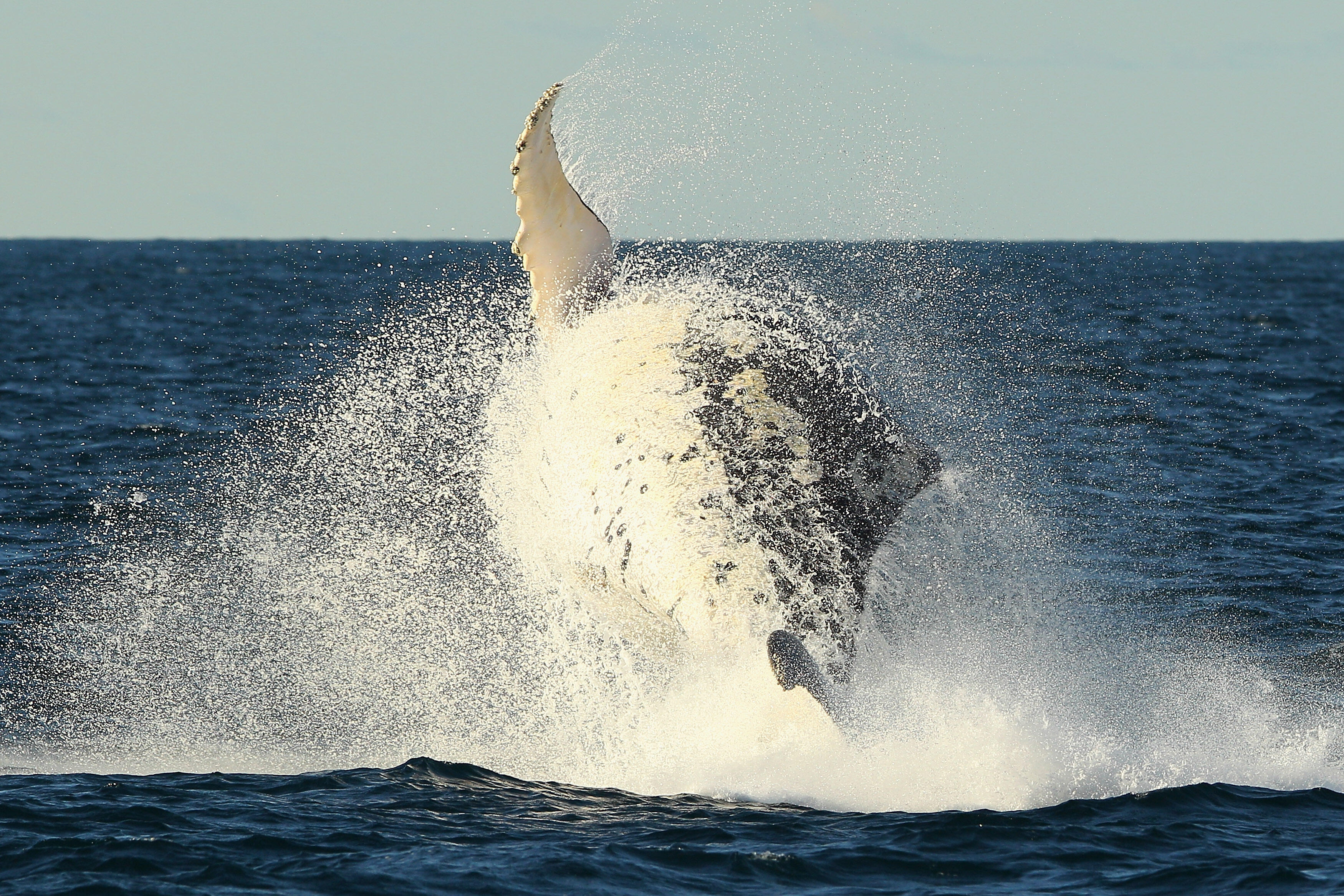 Hungry Humpback Whale Breaches Surface Next to Father & Son Fishing On ...