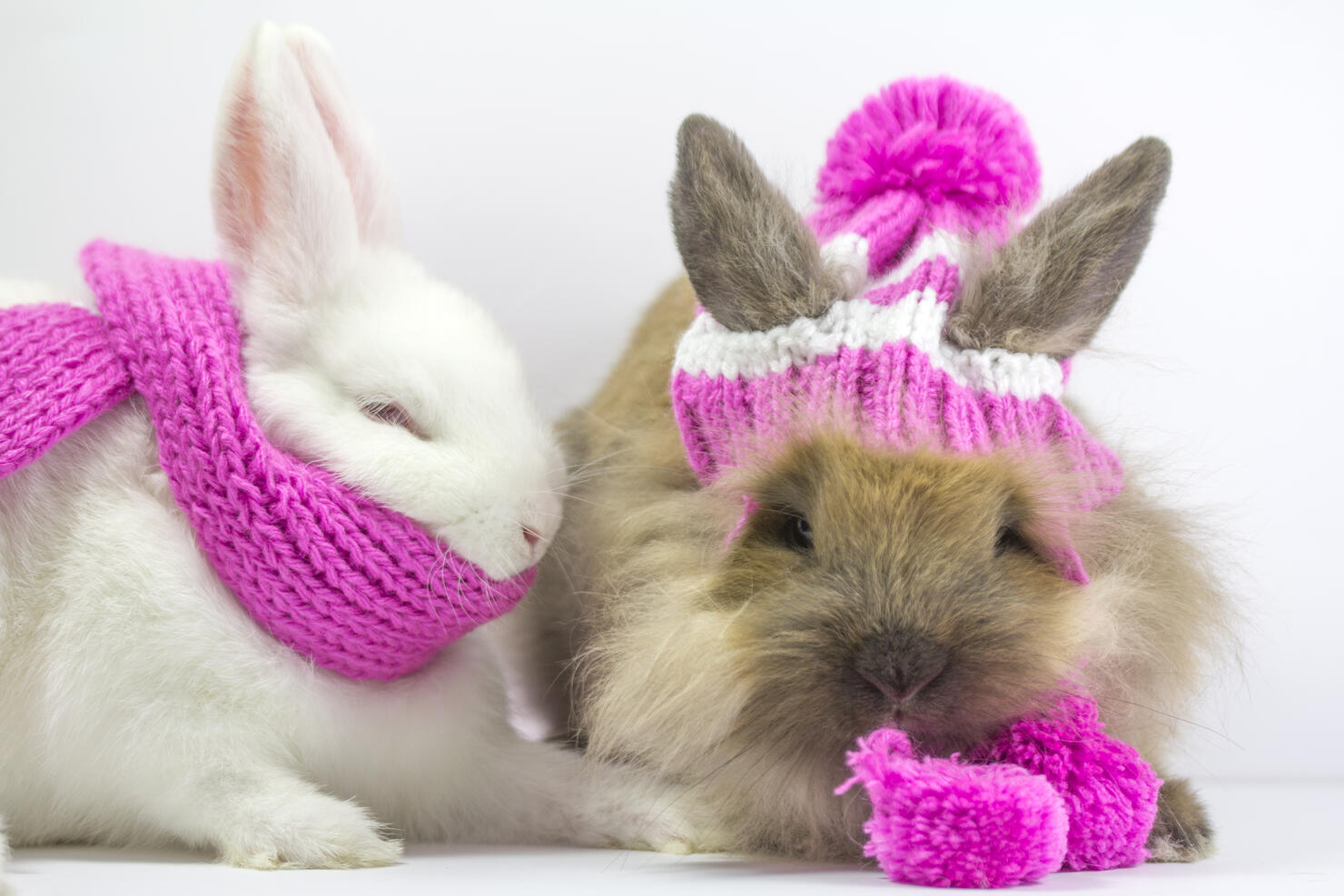 Rabbit Hoarding Operation Broken Up In South Jersey | iHeart