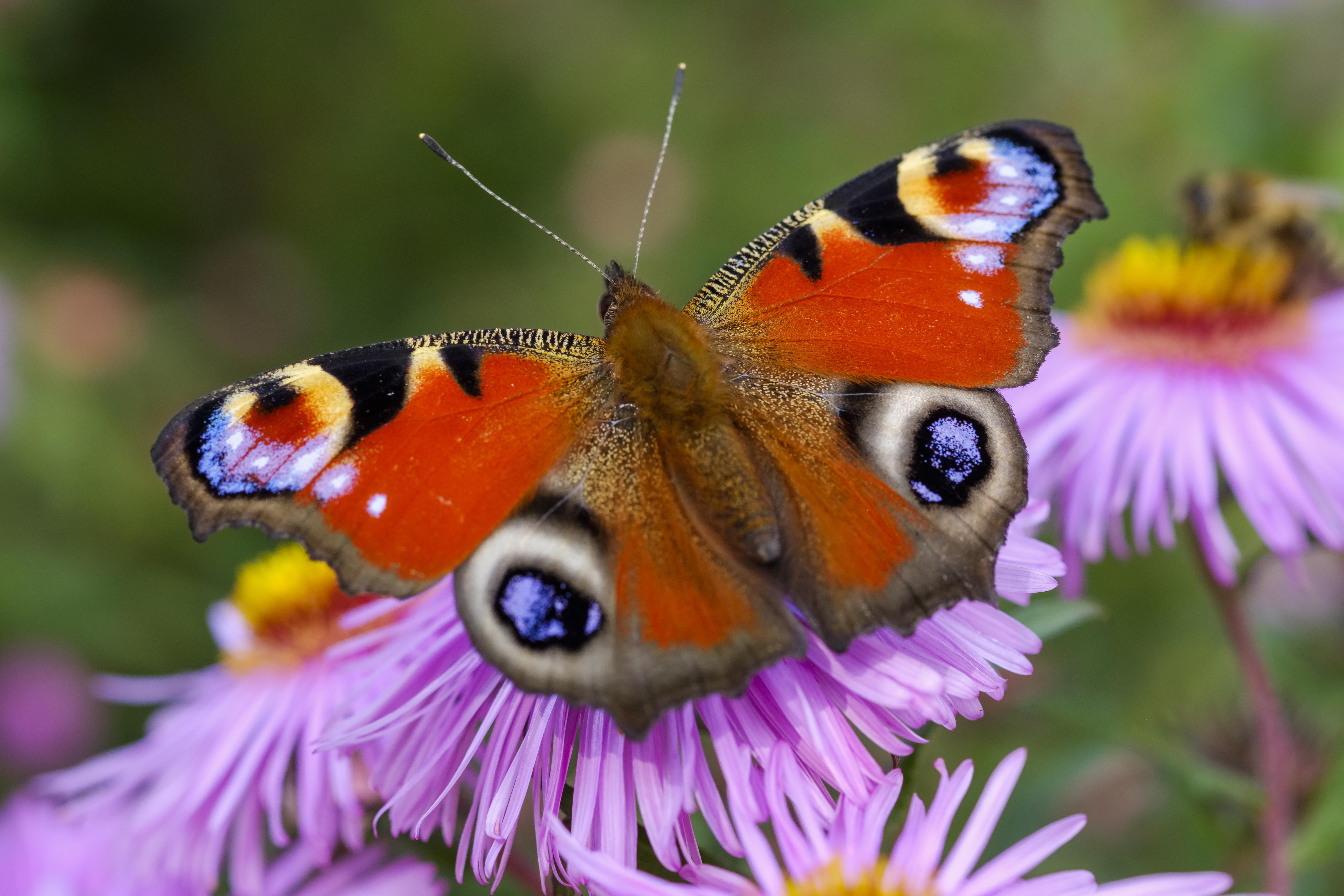 New Study: Letting Grass Grow Long Boosts Butterfly Numbers | iHeart