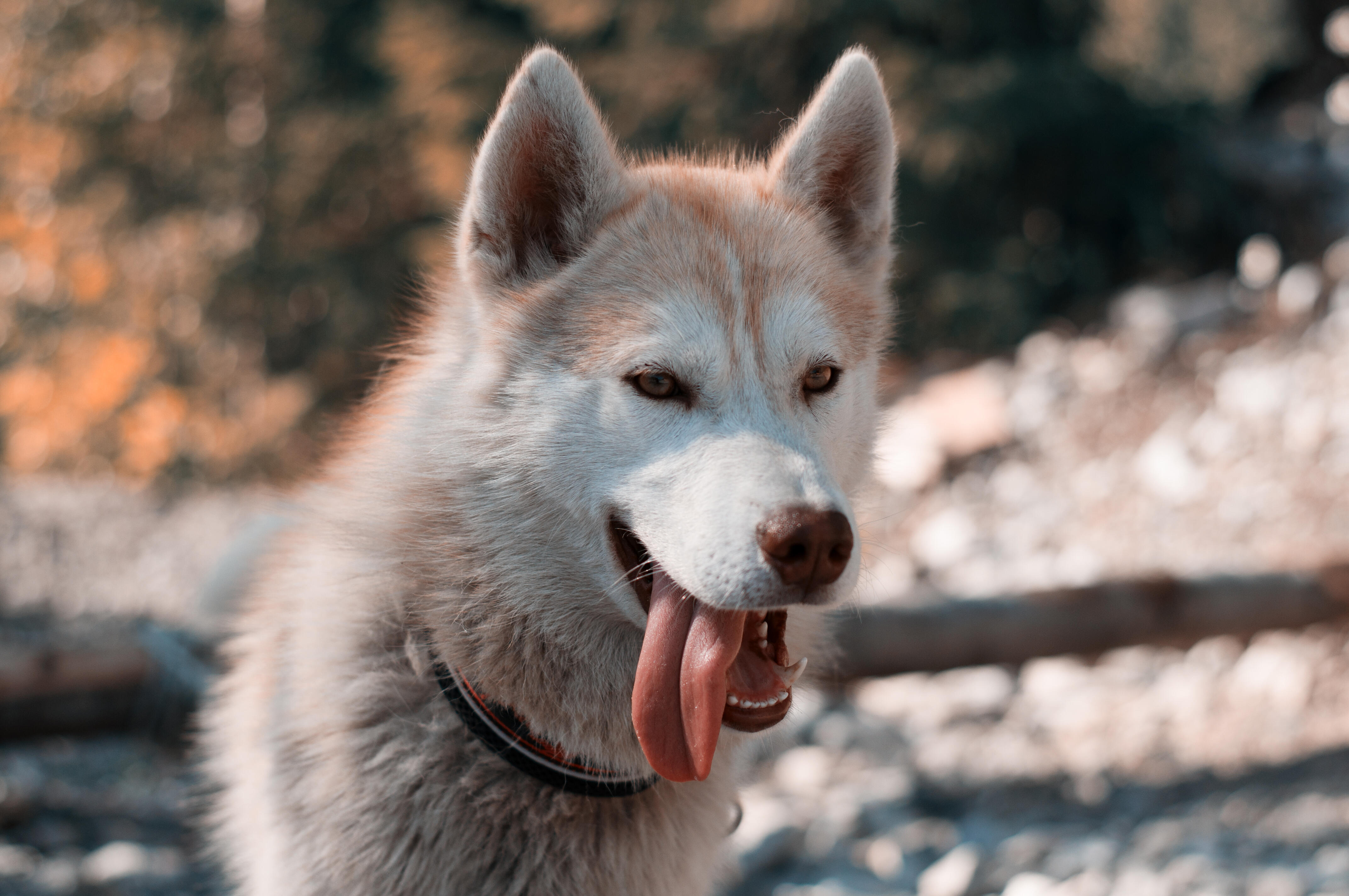 Smart Dog Attempts To Escape Arizona Shelter In Search Of Midnight ...
