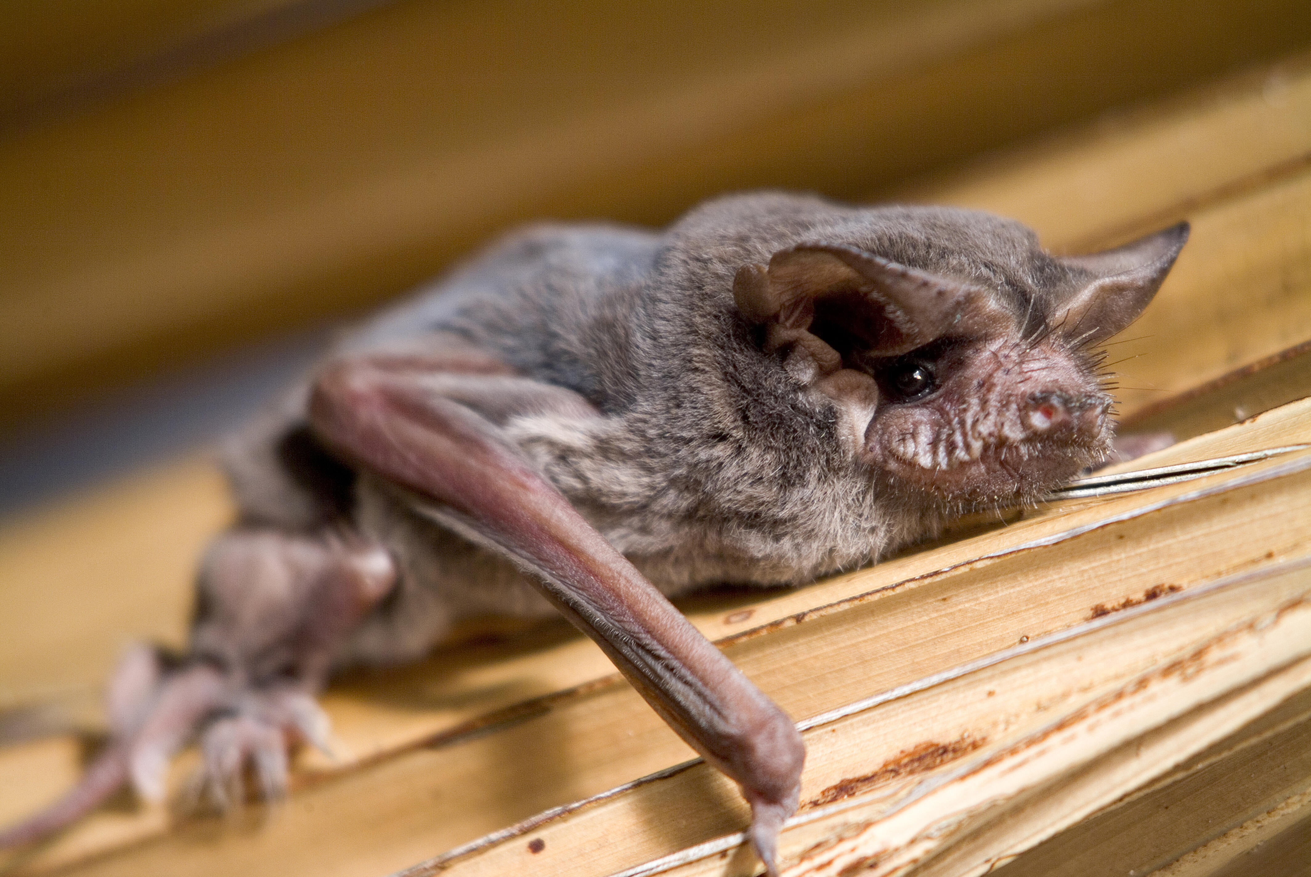 Bats Living In Florida Elementary School Stick Around As Classes Start ...