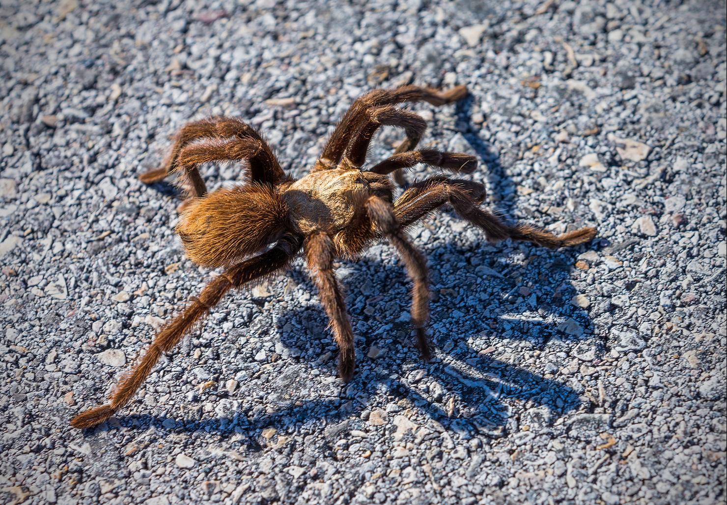Tarantula Crossing Road in Death Valley Causes Accident | iHeart