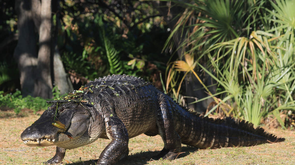 3 Things You Must See: A Florida Cop Wrangles a Gator with his Bare ...