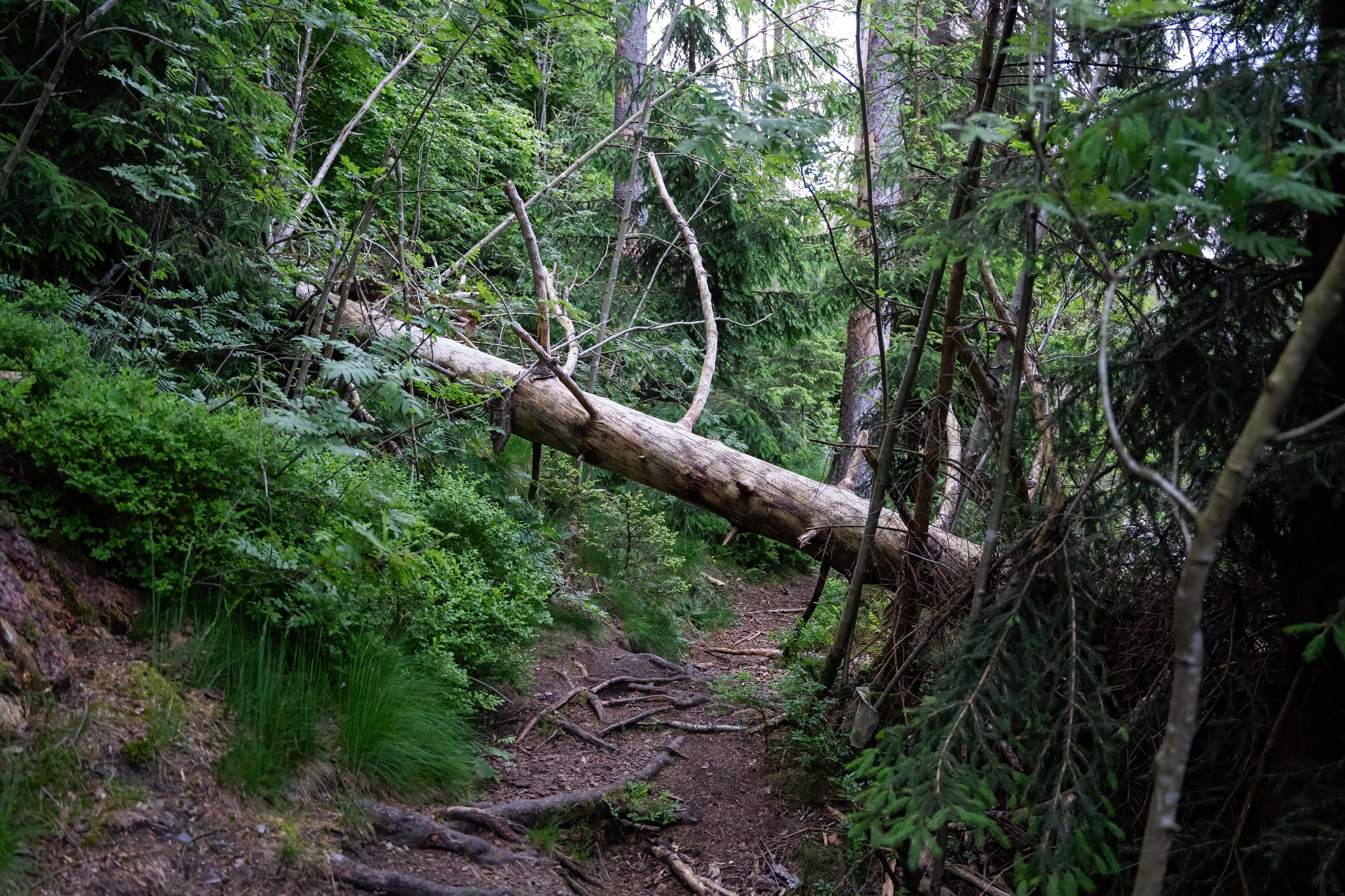 Two Hikers Killed After Tree Fell On Popular Trail In National Forest ...