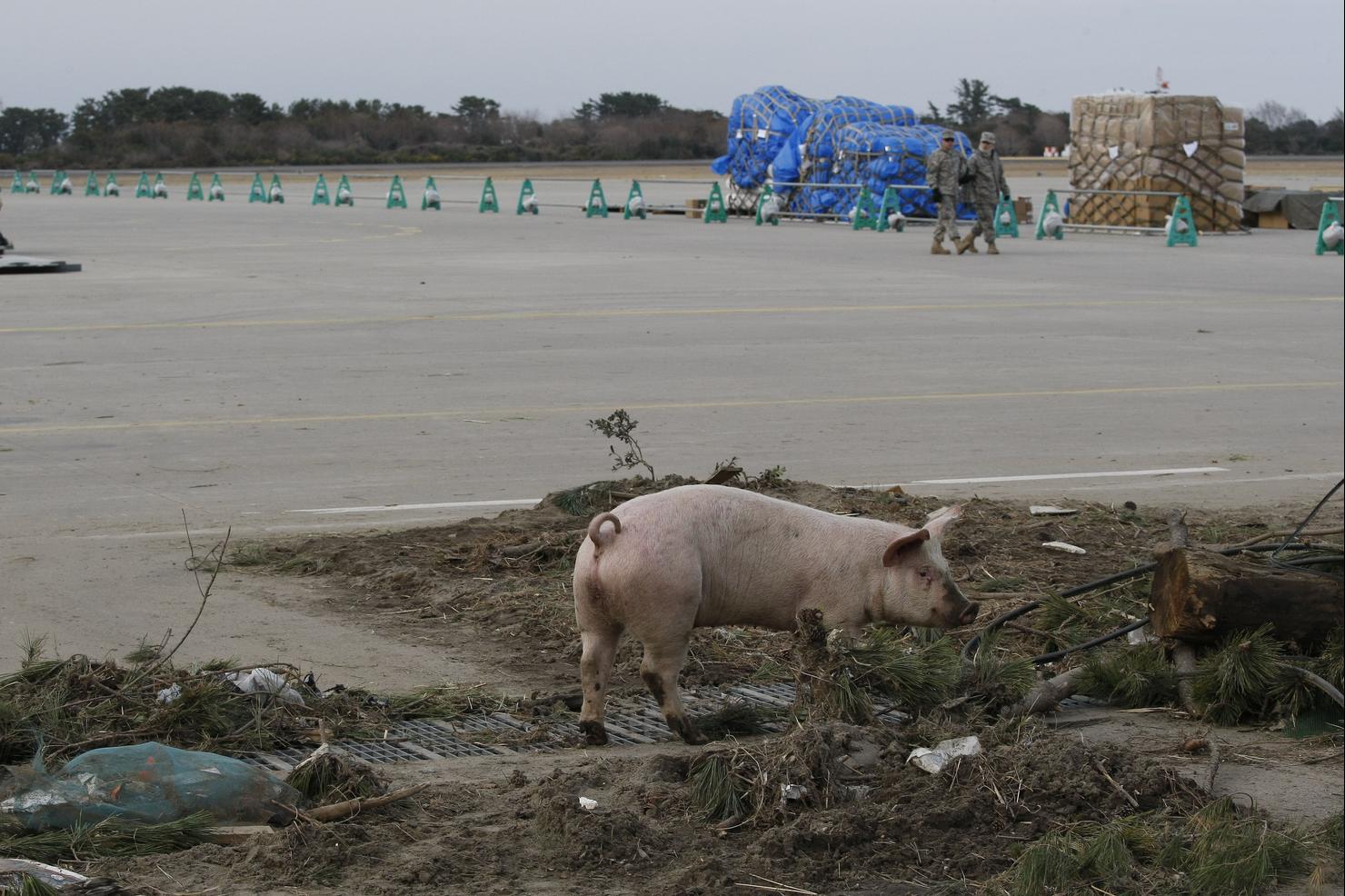 Mutant 'Super Pigs' Developing In Nuclear Fallout Zone Near Fukushima ...