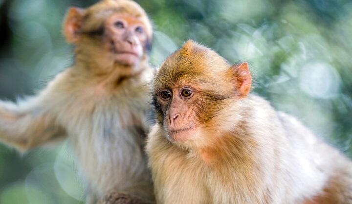 Florida Man's Yard Overrun With Monkeys | iHeart