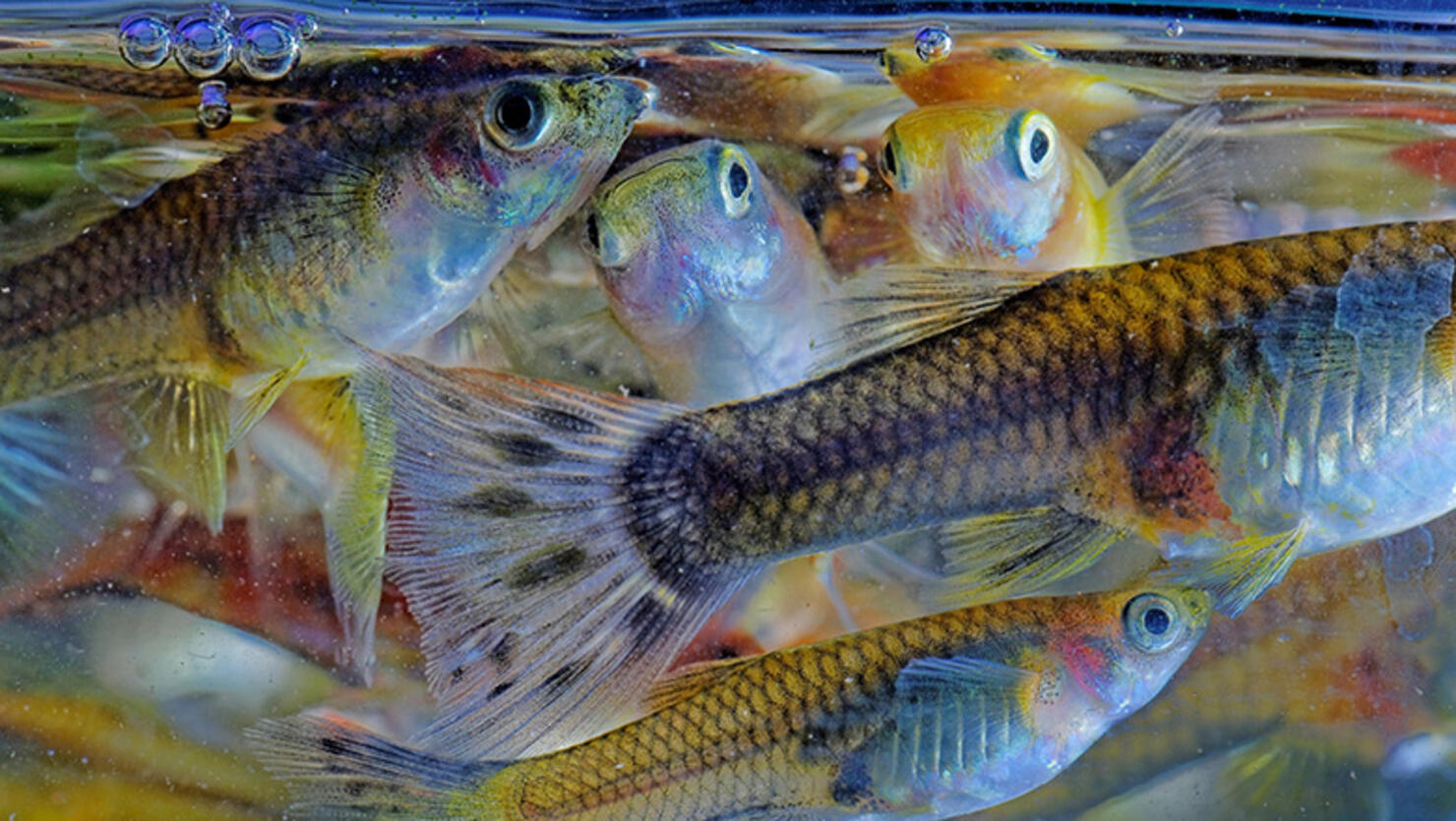 Scientists Freak Out Fish to Find Out How Brave They Are | iHeart