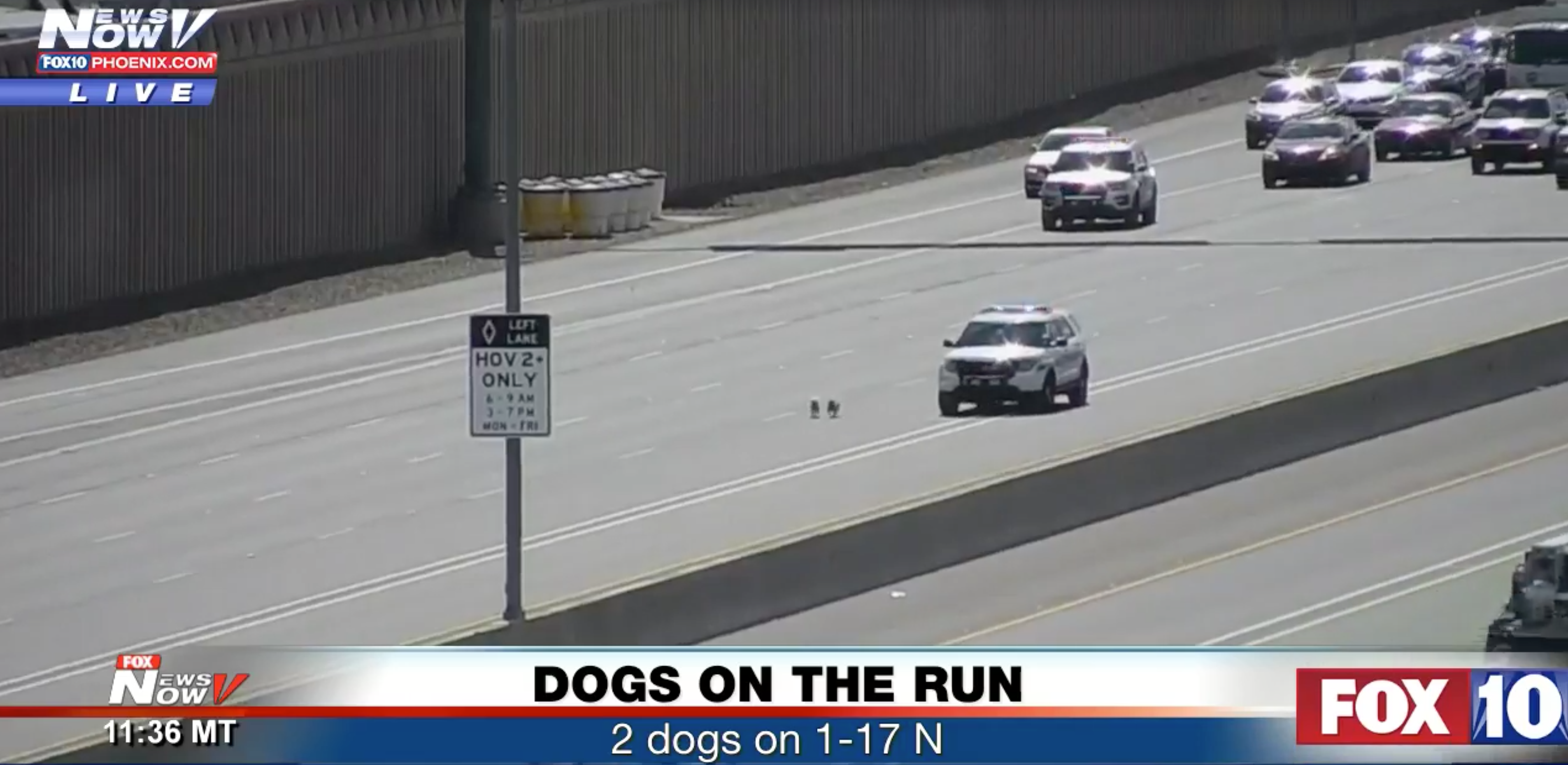 Dogs Running On I-17 Freeway Cause Major Traffic Jam In Phoenix | iHeart
