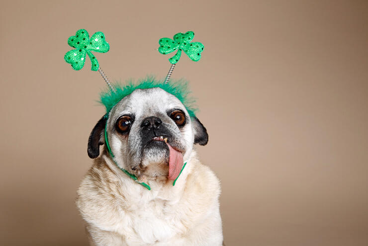 St. Patrick's Day Pets | iHeartRadio