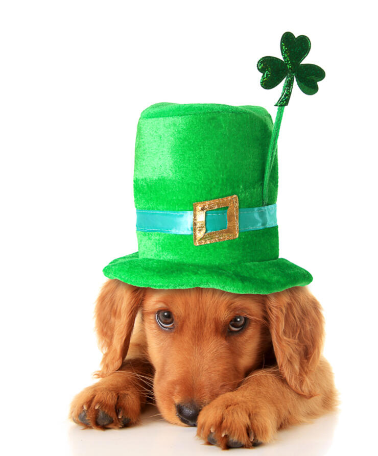 St. Patrick's Day Pets | iHeartRadio