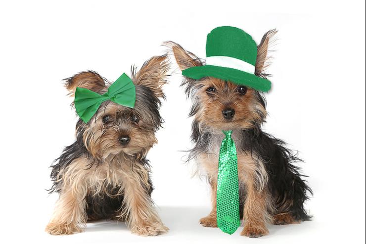 St. Patrick's Day Pets | iHeartRadio