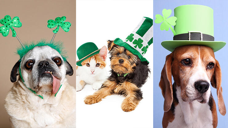St. Patrick's Day Pets | iHeartRadio