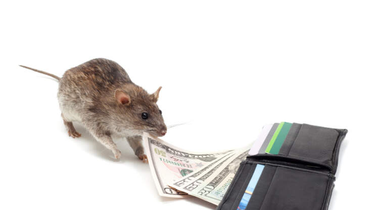 Rat Eats Almost $24K Worth Of Cash In Indian ATM | 700WLW | Scott Sloan