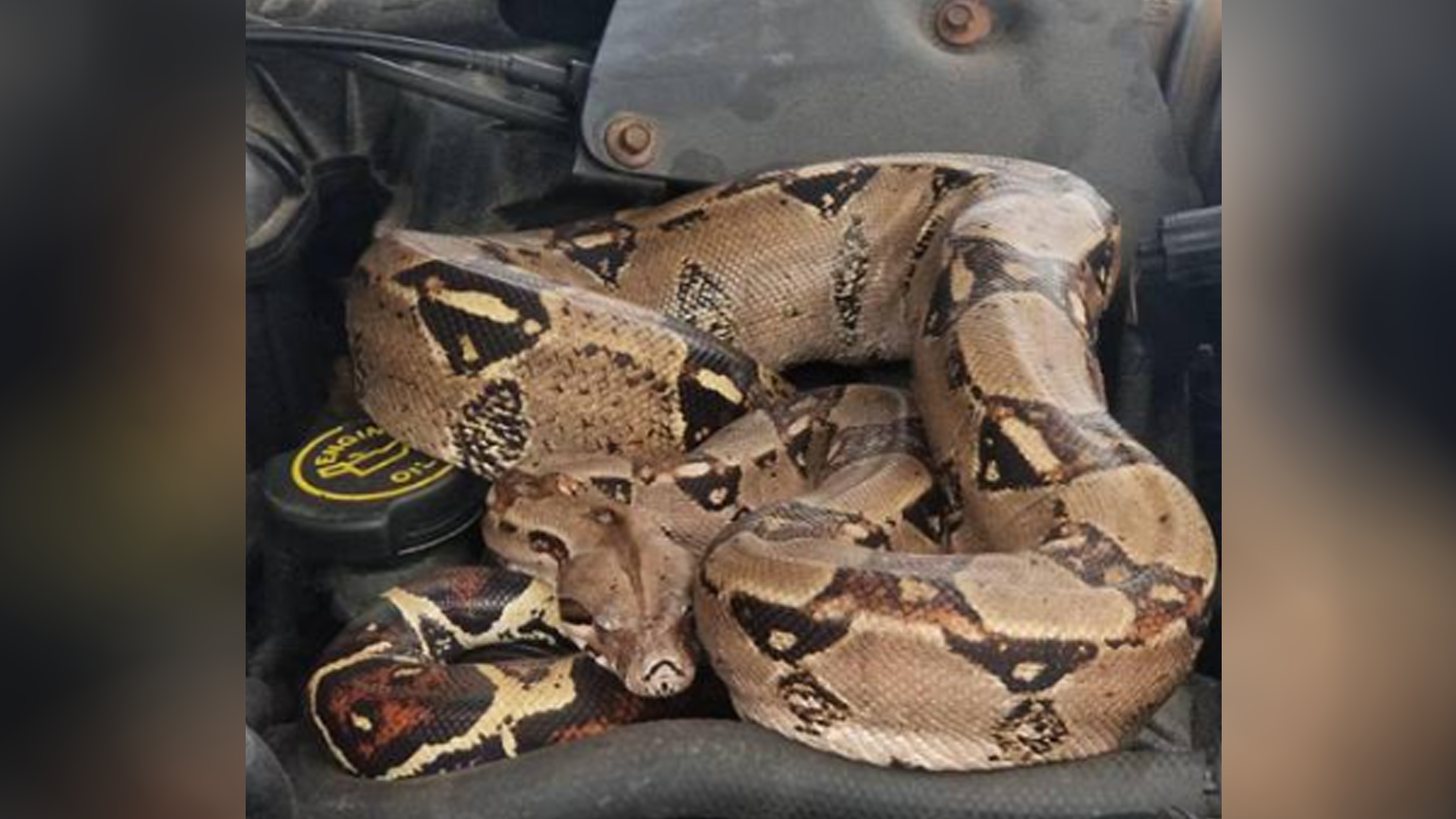 Mass. Police Remove "Jaw Dropping" Boa Constrictor From Under Car Hood ...