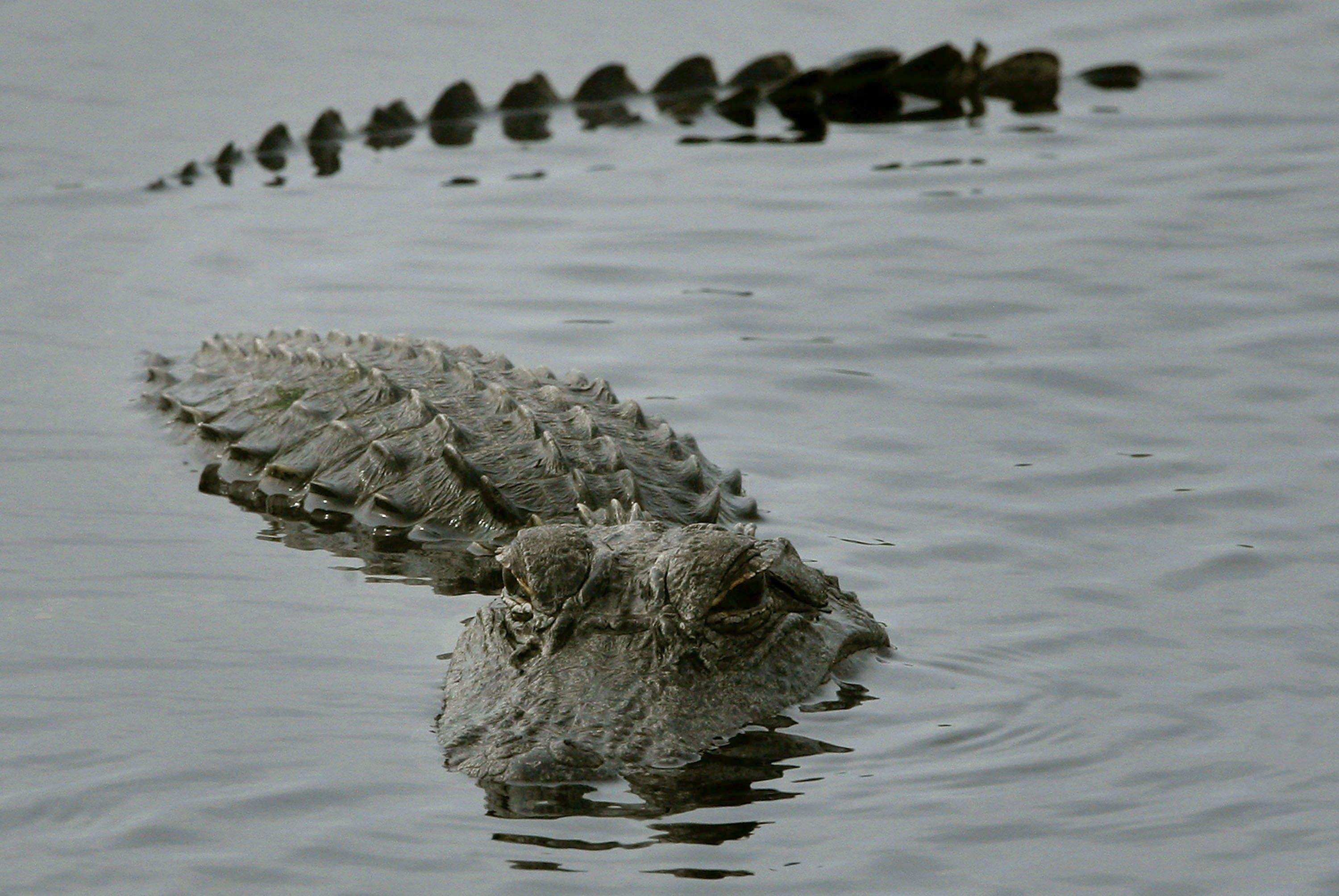 Woman Dies in Apparent Alligator Attack in South Carolina | iHeart