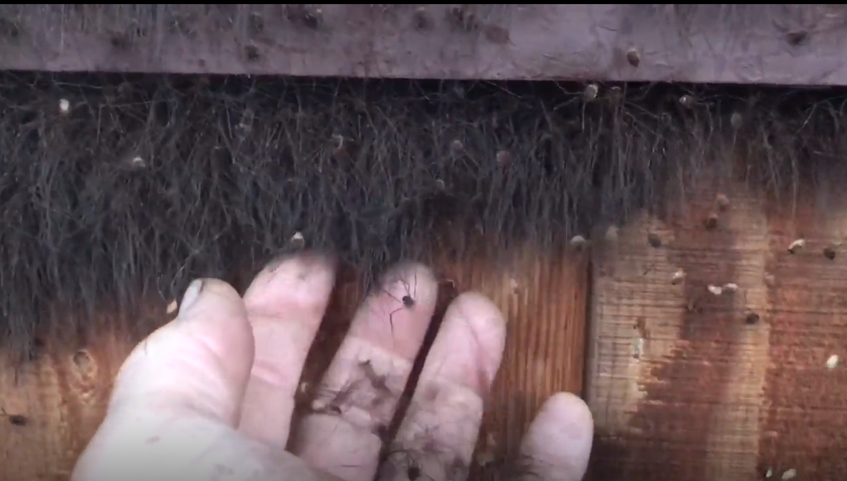 Watch Your Nightmare Come to Life With Thousands of Spiders on Heater ...