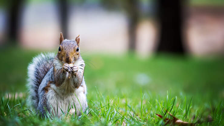Here's the "well-endowed" busty squirrel that Cory can't stop talking ...