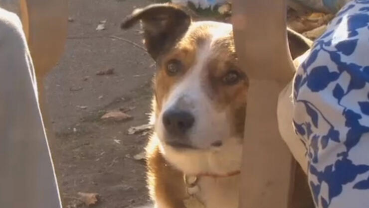 Dog Helps Couple Kick Crystal Meth Addiction | iHeartRadio