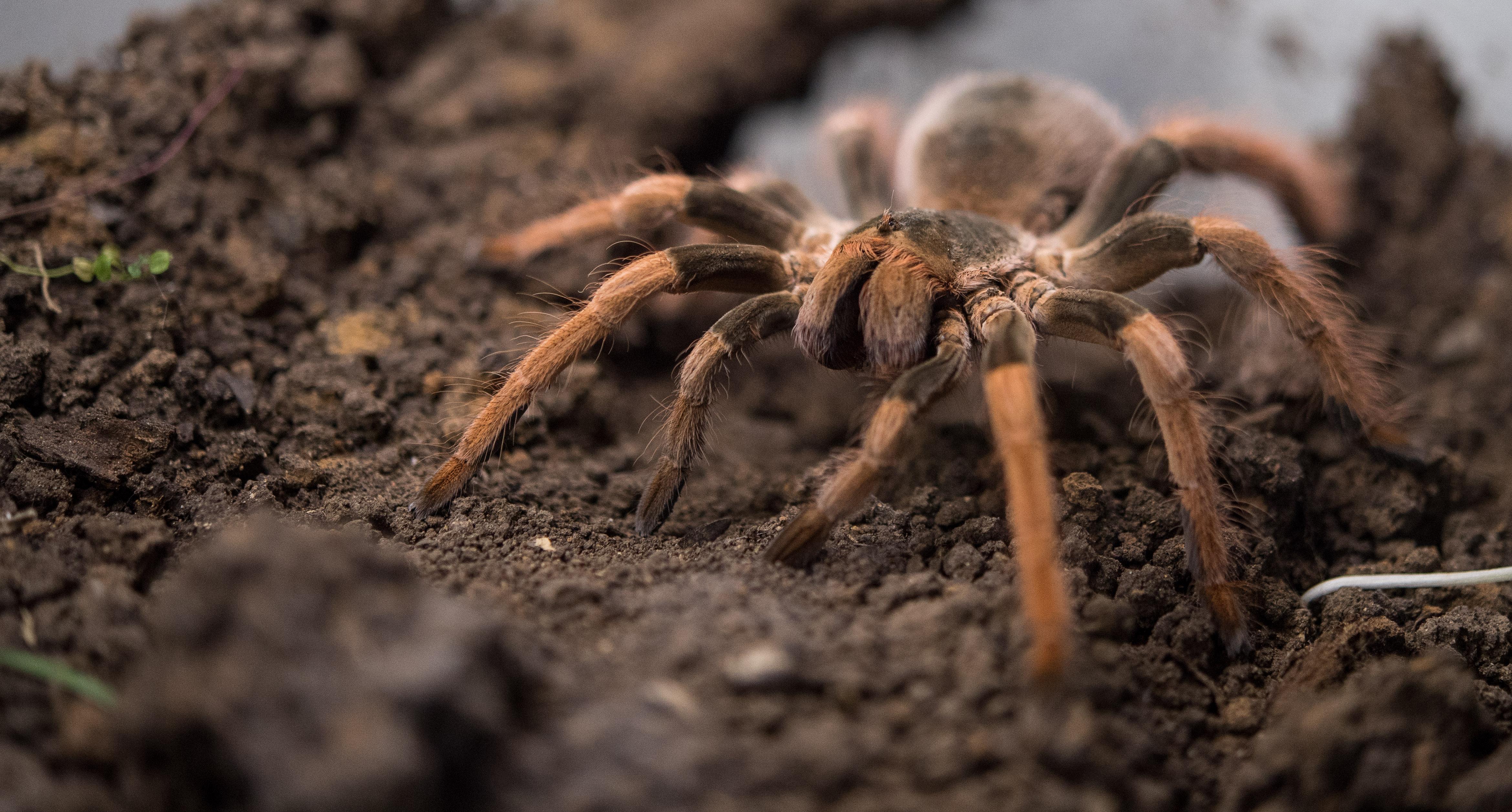 Swimming Tarantula In Texas | The JV Show | WiLD 94.9