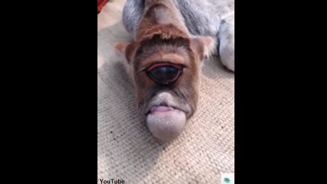 Video: Cyclops Cow Born in India | Coast to Coast AM with George Noory ...