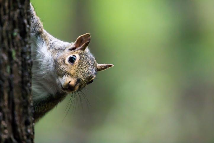 Man Found In Compromising Position After Freak Accident With Pet ...
