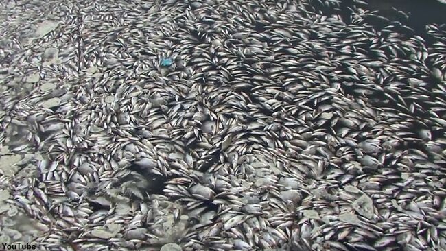Video: Thousands of Dead Fish Fill Harbor in Germany | Coast to Coast ...