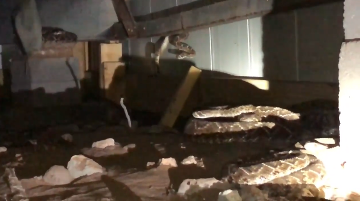 Snake Remover in Texas Finds 45 Snakes Under Homeowner's House ...