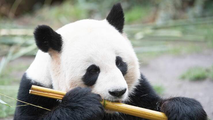 Panda at Memphis Zoo Picks Next Super Bowl Winner | 99.9 KGOR