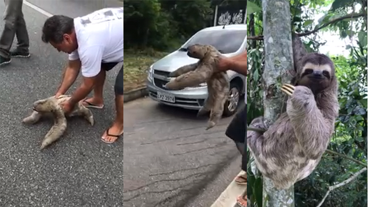 Watch How Adorably Grateful This Sloth Is After Man Helps Him Cross ...
