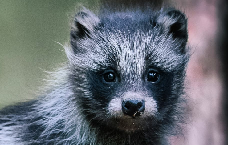 Everything You Need To Know About The Adorable "Raccoon Dog" | iHeartRadio
