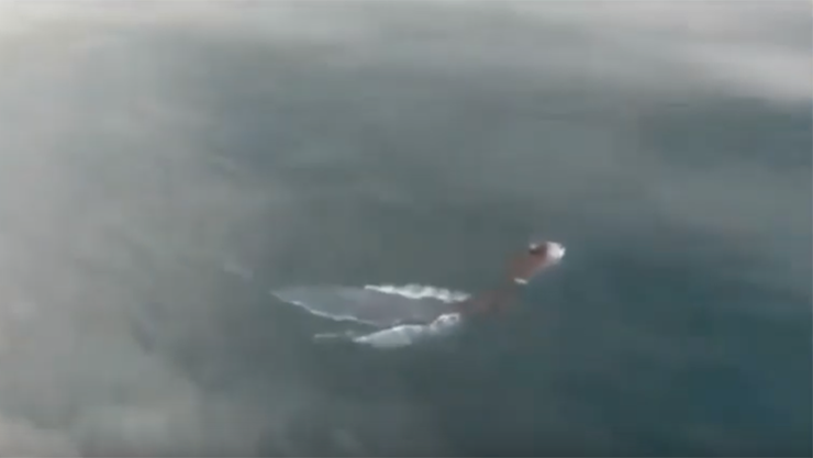 Strange, Never-Before-Seen Creature Filmed Swimming In Thailand ...