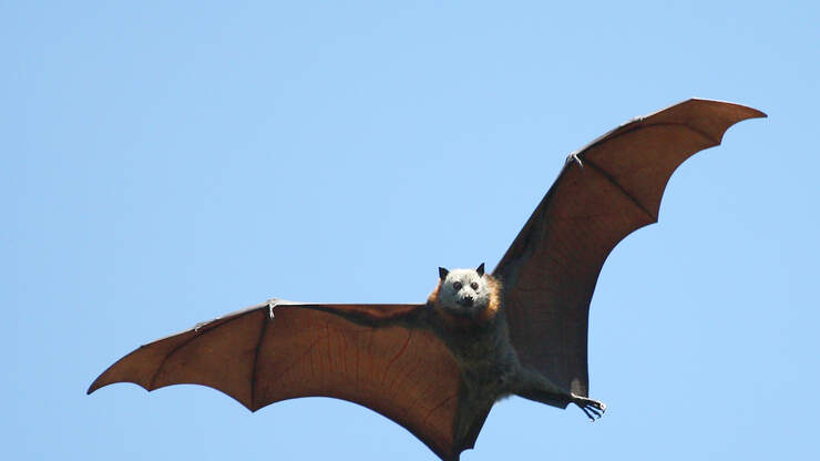 People Eating Bats In China Are Freaking Out The Internet | Shenandoah ...