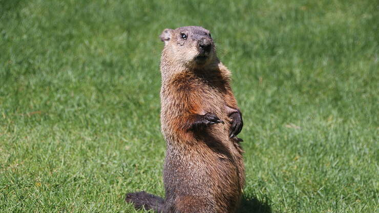 This Is A Groundhog With Attitude! | 106 WCOD | Wake Up Cape Cod