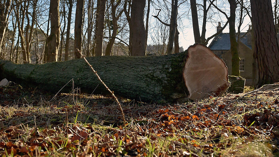 Armed Neighbors Block Driveway With A Tree To Force Man To Quarantine ...