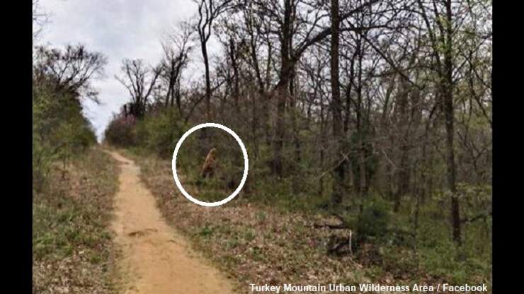 Multiple Bigfoot Sightings Reported at Oklahoma Urban Wilderness Area | WRKO-AM 680 | Coast to ...