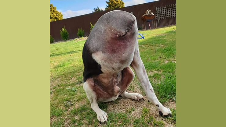 This Innocent Dog Photo Is Confusing People Because It Looks Very Wrong ...