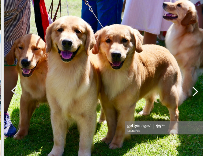The List is Out: Labrador Retriever Is America’s Most Popular Dog | iHeart