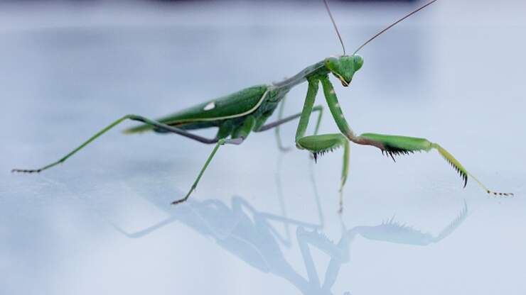 Praying Mantis Eats Murder Hornet | 106.1 KMEL | BIGVON