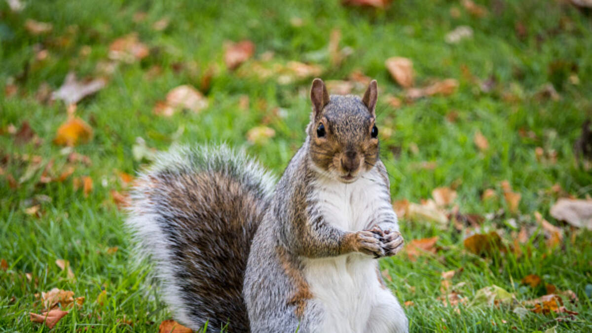 Parents Horrified Over Ad Showing Squirrel Humping Deodorant | WiLD 94. ...