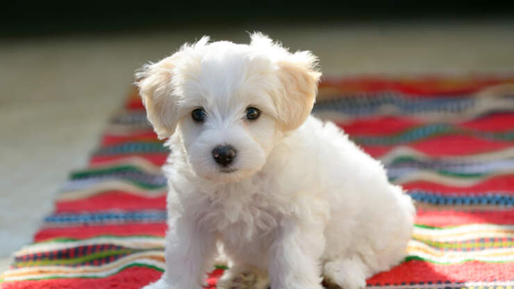 12-Pound Maltese Named World's Cutest Rescue Dog | 99.9 KGOR