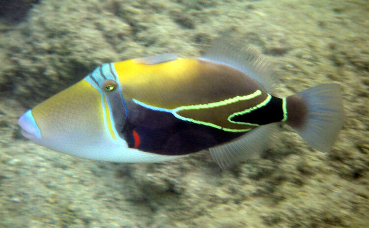 Triggerfish caught in Malaysia has Full Lips and Teeth! | iHeartRadio