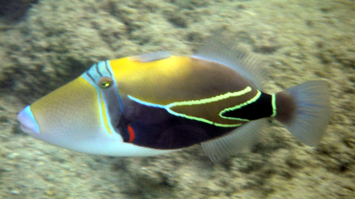 Triggerfish caught in Malaysia has Full Lips and Teeth! | WiLD 94.9 ...