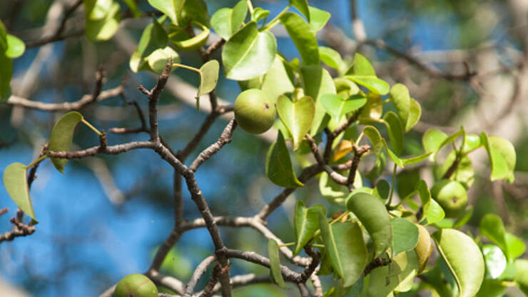 15 OF THE MOST DANGEROUS TREES YOU SHOULD NEVER TOUCH | HEAVEN 600
