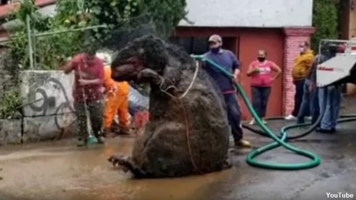 Video: 'Giant Rat' Pulled from Mexico City Drainage System | Coast to ...