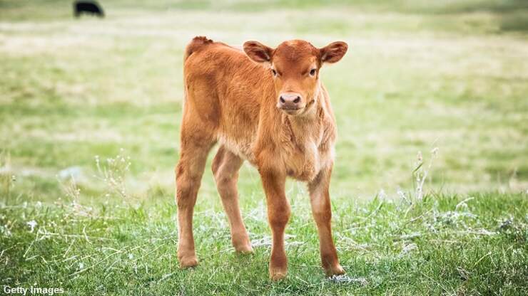 Cattle Mutilations in Oregon Continue | iHeartRadio | Coast to Coast AM ...