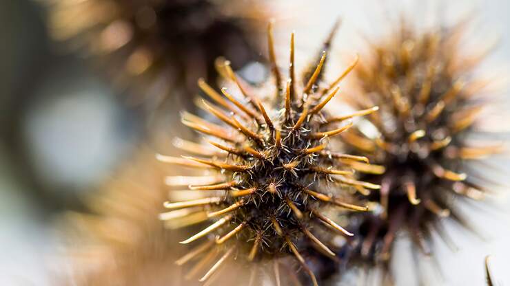 Grass burrs, sand spurs ... whatever you call 'em ... get rid of them ...