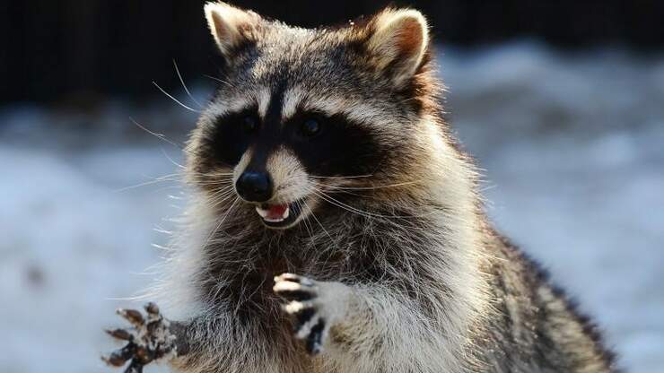 Aggressive Raccoons Keep Harassing White House Reporters | Twin Cities ...