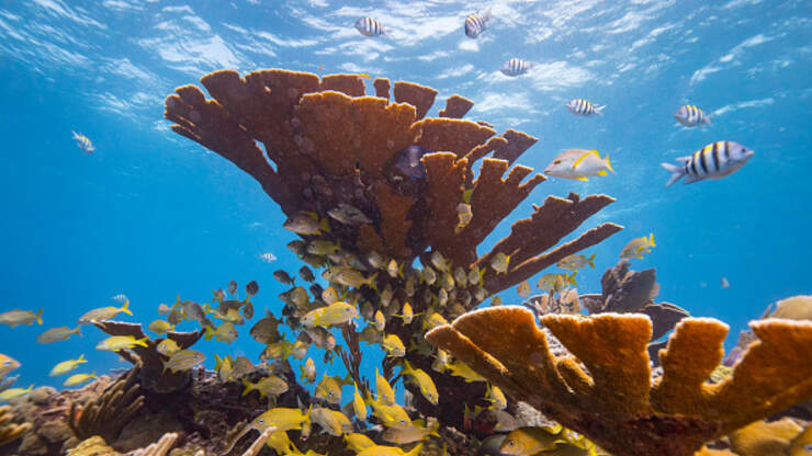 Scientists Find Coral Reef That's Taller Than The Empire State Building ...