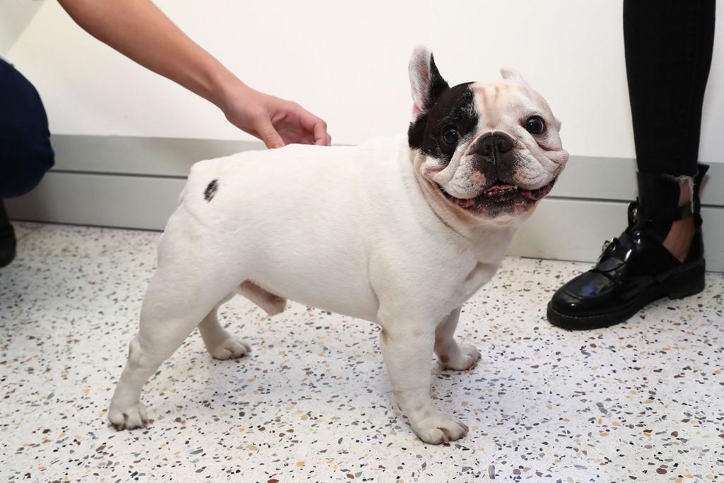 How Cute! Would You Adopt the ‘Fire-Breathing Demon’ Dog? | iHeart