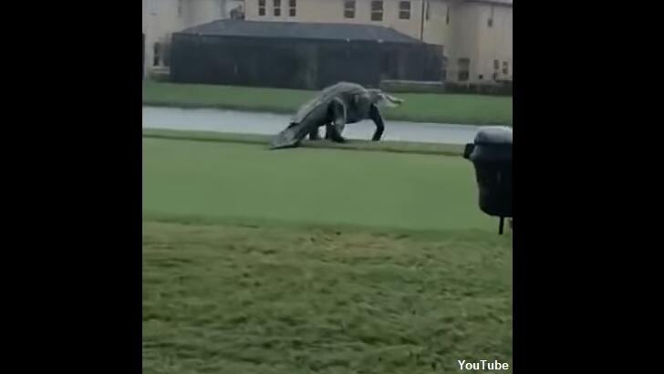 Watch: Monstrous Alligator Spotted Roaming Around Florida Golf Course ...